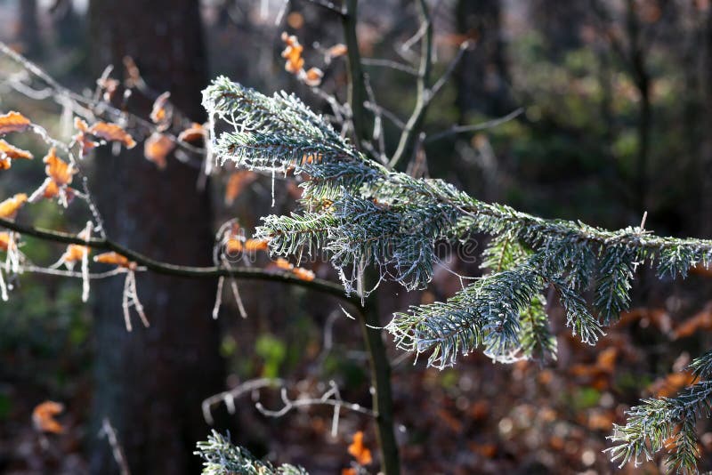 Soft Focus of Frosted Fir Tree during Winter Stock Image - Image of ...