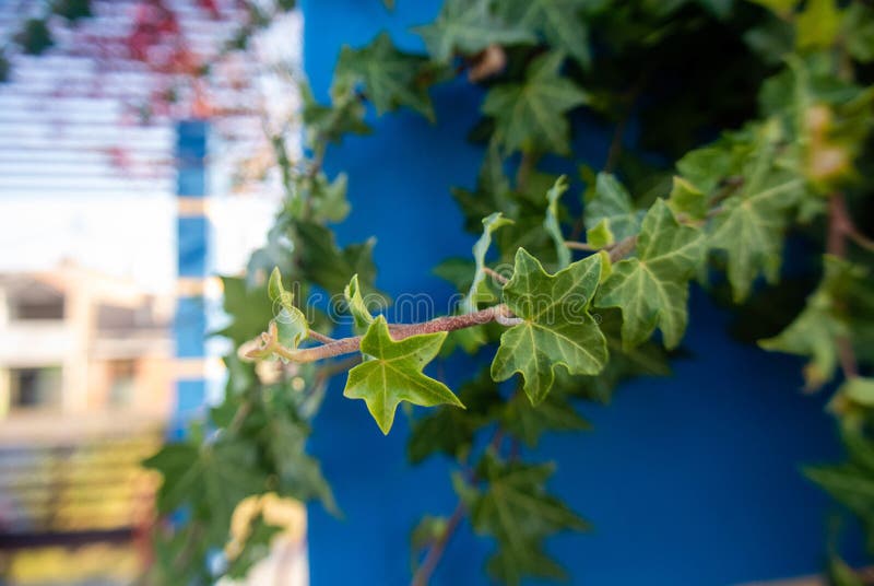 Soft Focus of Green Ivy Leaves with a Blurry Background Stock Photo ...