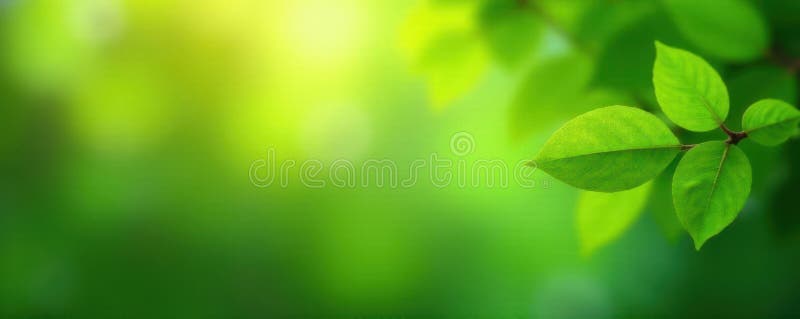 Soft Focus Green Leaves, Blurred Bokeh Background, Backdrop, Lush Stock ...
