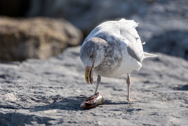Soft Focus of a Gull Eating a Fish at Shore Stock Photo - Image of life ...
