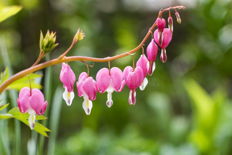 Soft Focus of Heart-shaped Bleeding Heart Flower in Pink and White ...