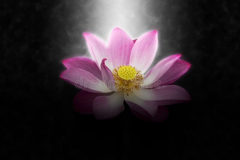 Soft Focus Image of Pink Lotus Flower Stock Photo - Image of single ...