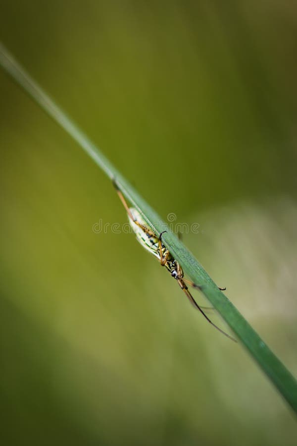 Soft Focus of an Insect Under a Blade of Grass with Blurry Greenery in ...