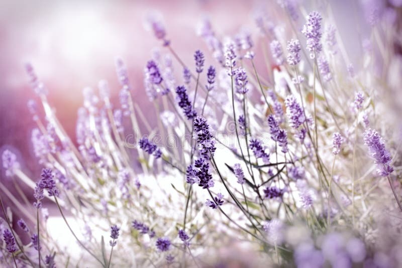 Soft Focus on Lavender Flower, Beautiful Lavender Lit by Sunlight Stock ...
