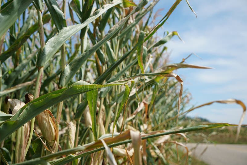 Soft Focus of Mature Corn Plants at the Edge of a Corn Field on a Sunny ...
