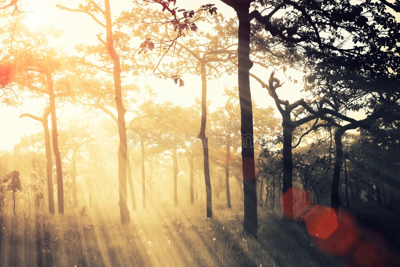 Soft Focus of Misty Forest after Rain with Ray at Sunset, Abstract ...