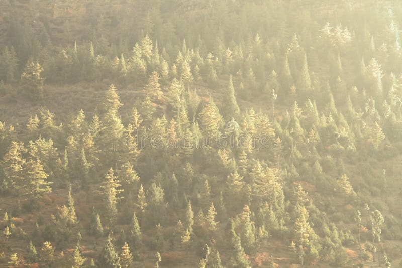 Soft Focus Mountain Forest Background during Sunrise, Bhutan Stock ...