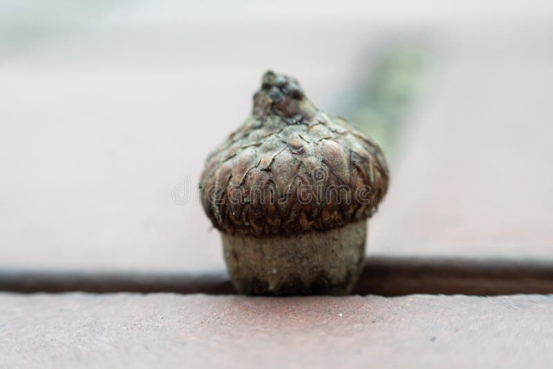 Soft Focus of a N Old Acorn Stuck between a Crack Stock Image - Image ...