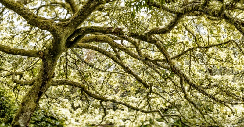 Soft Focus Panorama View of an Old Variegated Oak with Many Branches ...