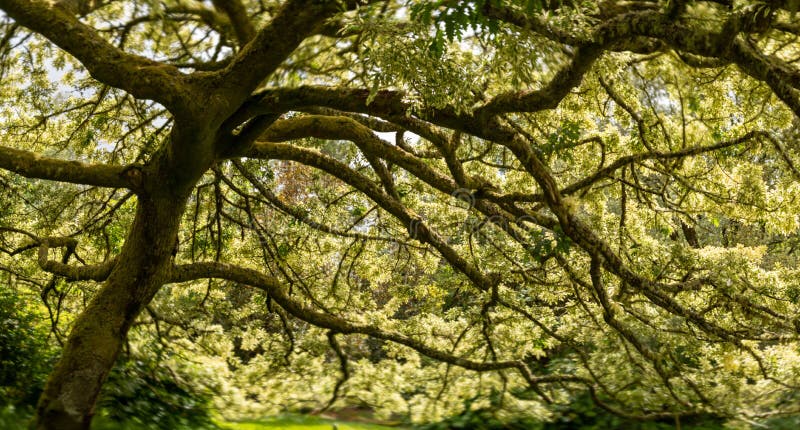 Soft Focus Panorama View of an Old Variegated Oak with Many Branches ...