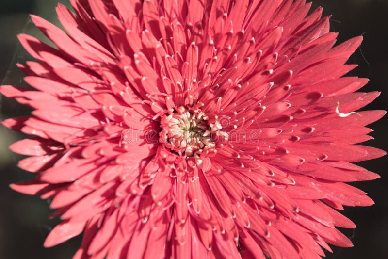 Soft Focus Photo Gerbera Flower Stock Photo - Image of flower, plant ...