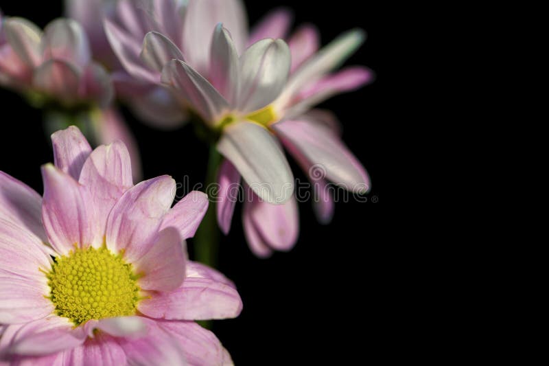 Soft Focus of Pink Daisies Flowers on Black Background Stock Image ...