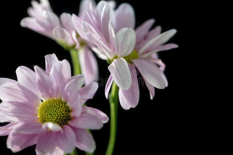 Soft Focus of Pink Daisies Flowers on Black Background Stock Photo ...