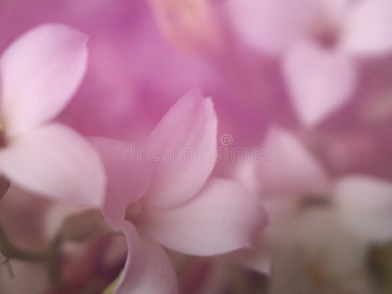 Soft Focus Pink Floral Background Stock Photo - Image of pink, soft ...