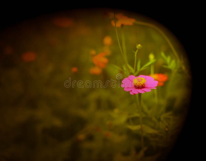 Soft Focus of Pink Flower in the Field with Vignette at the Corner ...