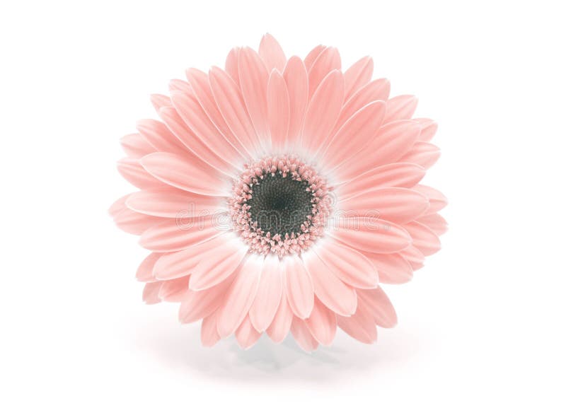 Soft Focus Pink Gerbera Flower on White Horizontal Copy Space ...