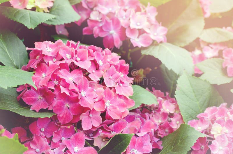 Soft Focus of Pink Hydrangea Flowers Blooming in Garden Stock Photo ...