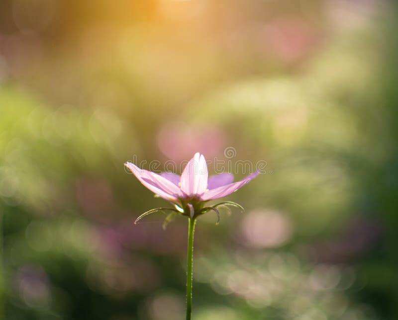Soft Focus Purple Cosmos Field Light Sun Blur Bokeh Background Stock ...