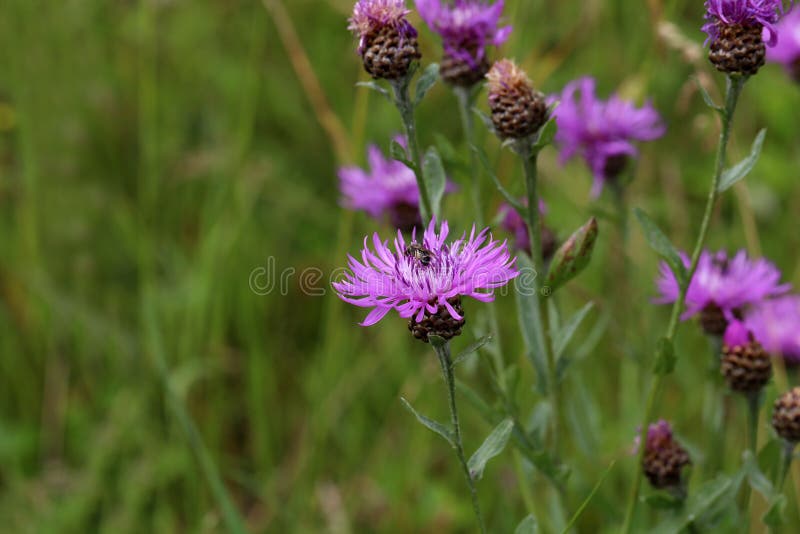 Purple Knapweed on a Portuguese Coastline Stock Photo - Image of ...
