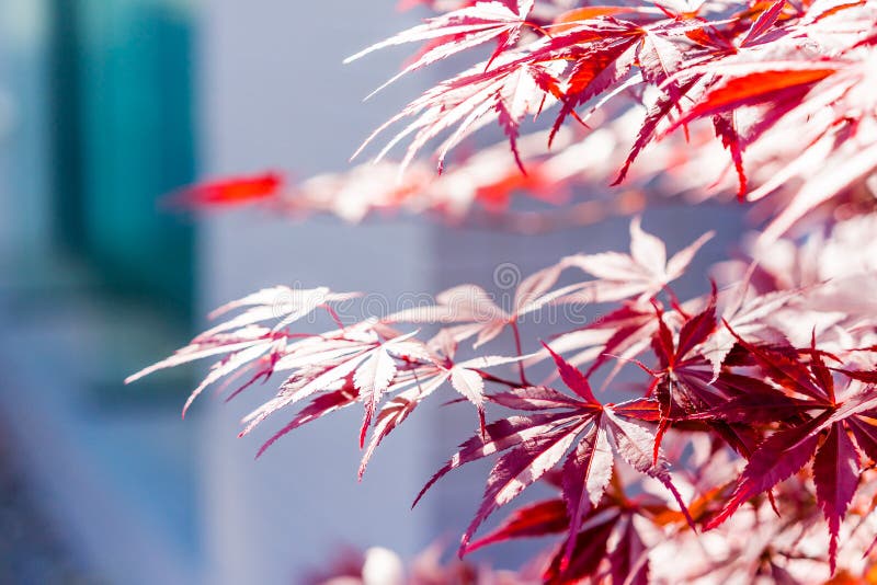 Soft Focus of Red Acer Palmatum Maple Leaves in Japan Stock Photo ...