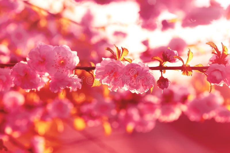 Soft Focus. Red Pink Natural Flower Background Stock Photo - Image of ...