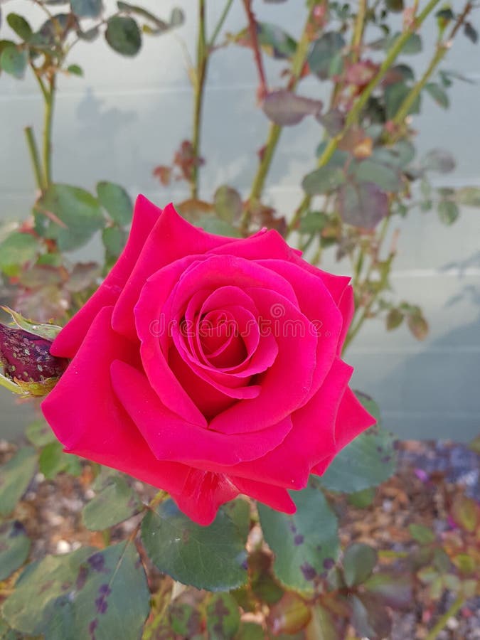 Soft focus red rose stock photo. Image of leaf, romantic - 240719028