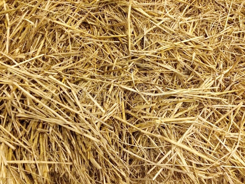 Soft Focus of Rice Straw stock image. Image of rice, farm - 52581143