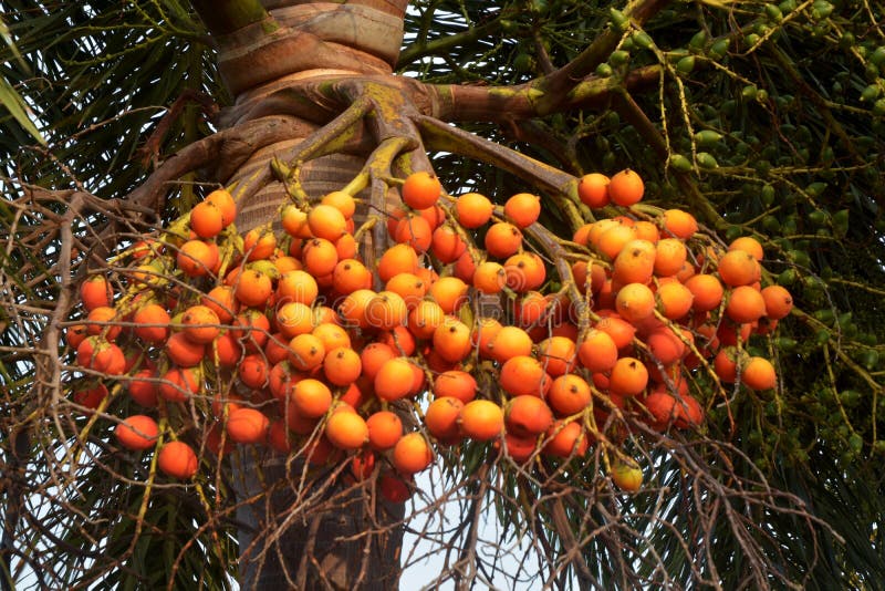 Ripe Oil Palm. Elaeis Guineensis on Its Tree, the Green Fruitlets are ...