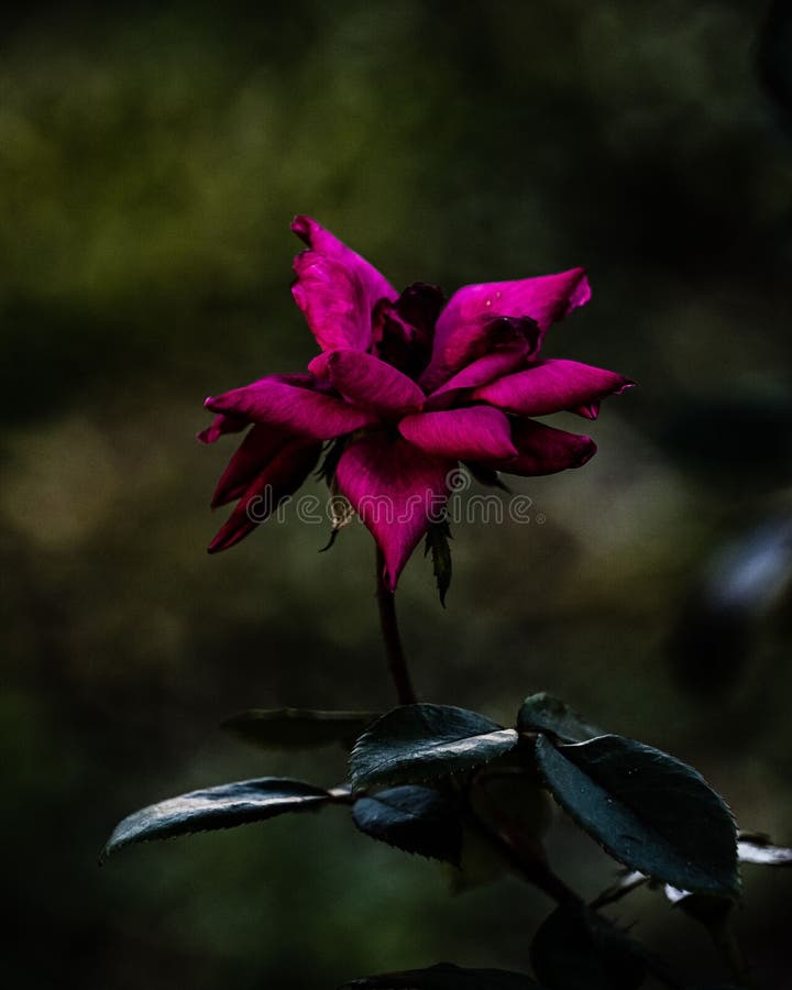 Soft Focus of a Rose Flower with Petals Falling Off Stock Photo - Image ...
