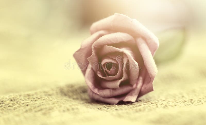 Soft focus rose with retro stock photo. Image of bloom - 92943162