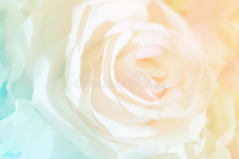 Soft Focus of Roses Flower on Sweet Color Stock Image - Image of green ...