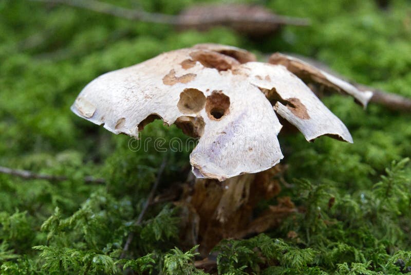 Soft Focus of a Rotting Mushroom on Forest Floor Covered with Moss ...