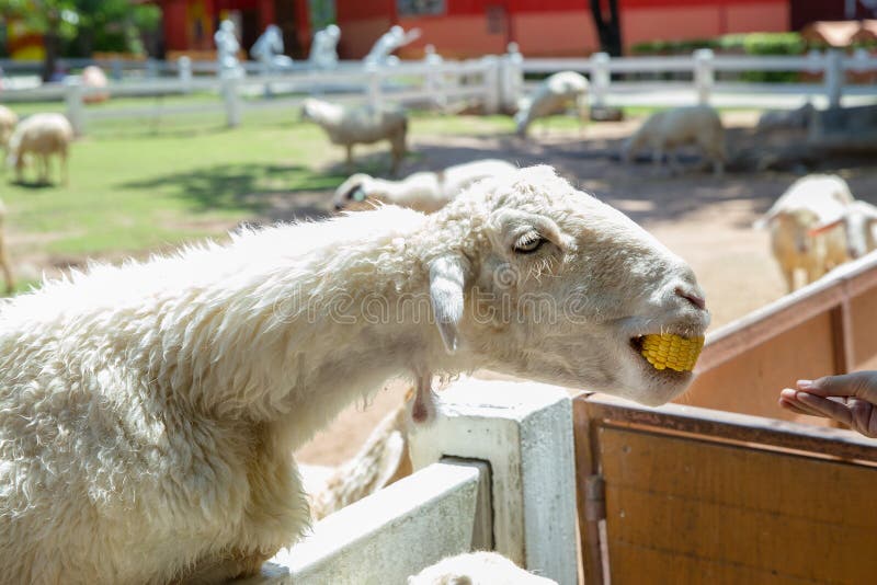 Feeding the Food To the White Sheep Stock Photo - Image of cute, meadow ...