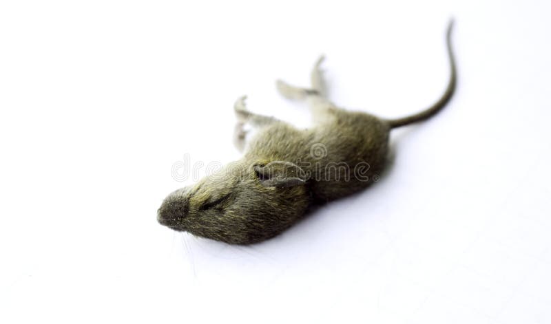 Soft Focus, Small Rat Poisoned. Stock Photo - Image of nature, floor ...