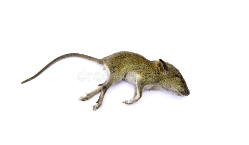 Soft Focus, Small Rat Poisoned. Stock Image - Image of nature, dust ...