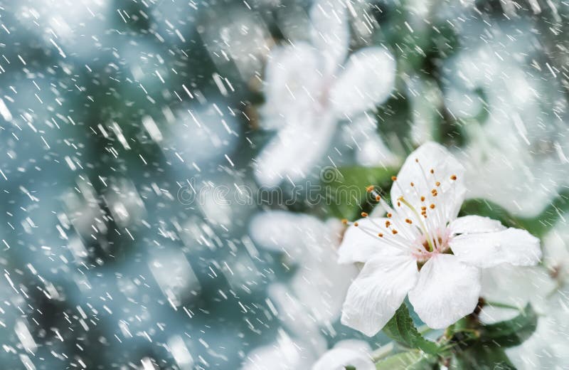 Soft Focus Spring Background Stock Photo - Image of branch, beautiful ...