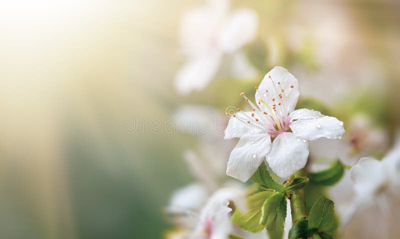 Soft Focus Spring Background Stock Image - Image of copy, delicate ...