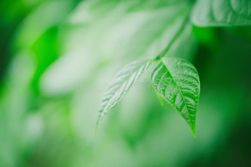 Soft Focus Spring of Green Leaves with Green Bokeh Background Stock ...