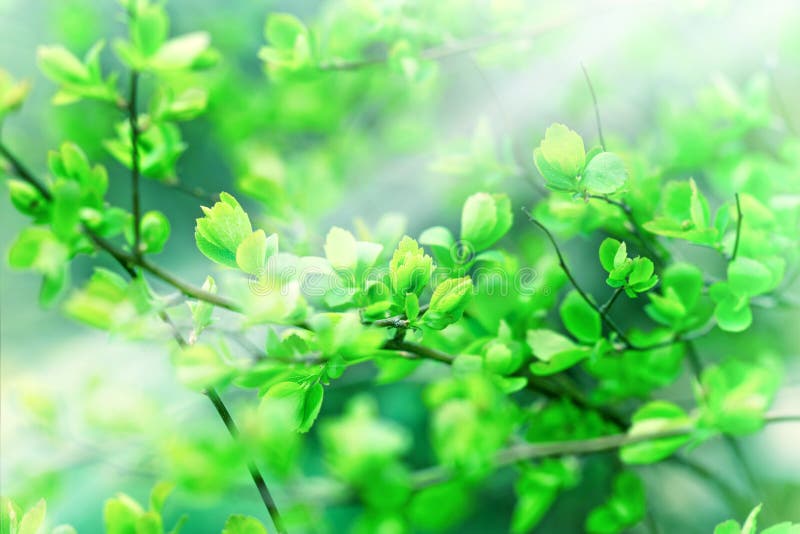 Soft Focus on Spring Leaves Stock Image - Image of lush, fresh: 39547323