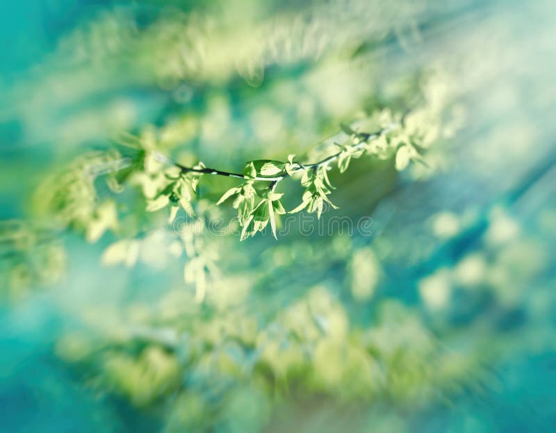 Soft Focus on Spring Leaves Lit by Strong Sun Rays Stock Image - Image ...