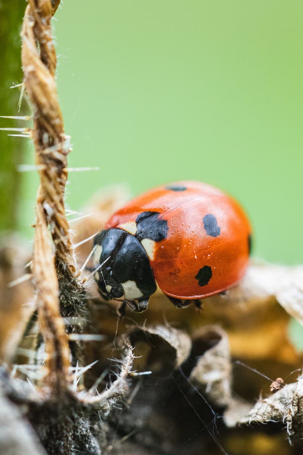 Soft Focus of a Tiny Ladybug on a Rotting Leaf Stock Photo - Image of ...