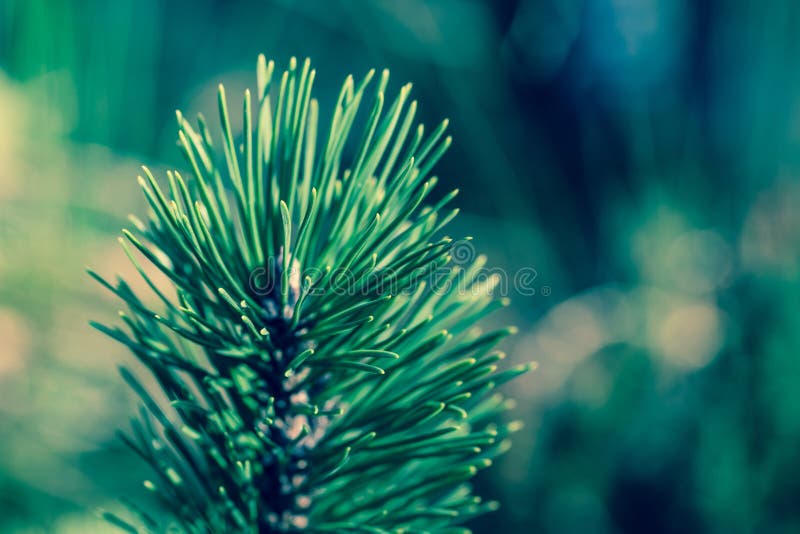 Soft Focus of the Tip of a Young Pine Tree Stock Photo - Image of woods ...