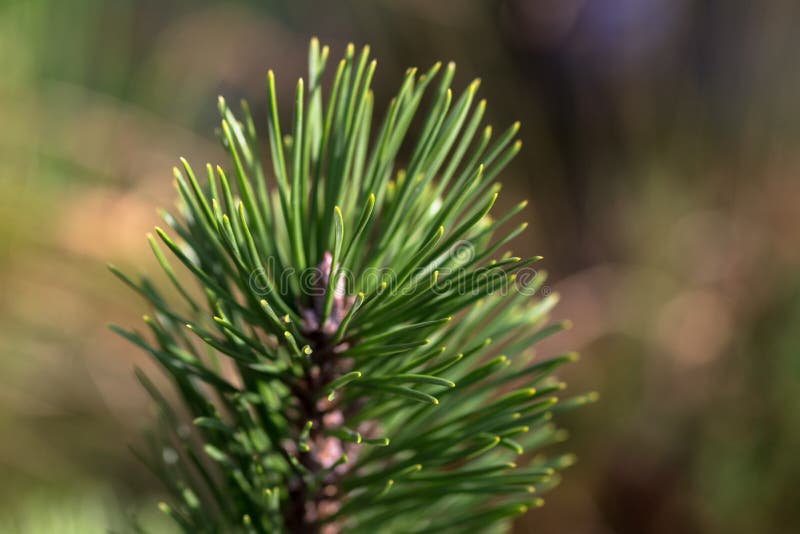 Soft Focus of the Tip of a Young Pine Tree Stock Image - Image of ...