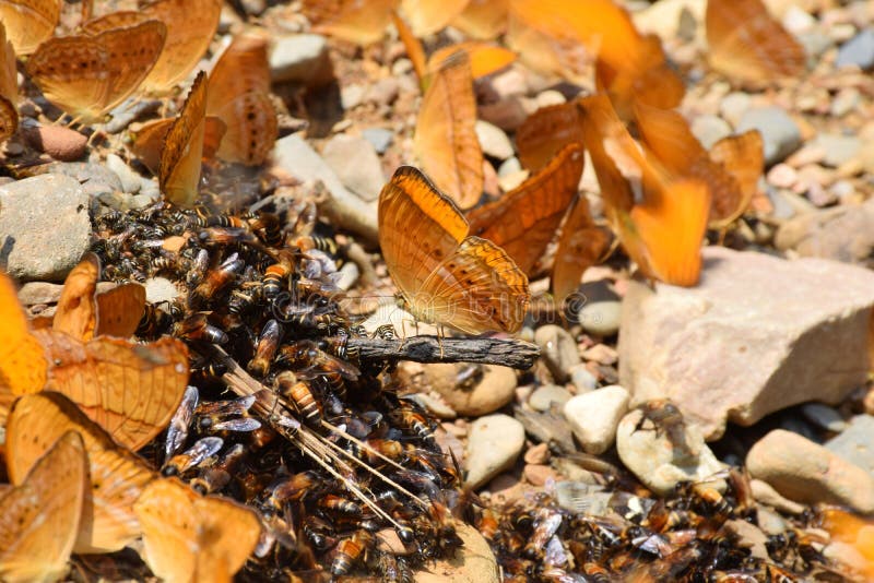 Soft Focus To Spotted Rustic the Common Leopard Stock Image - Image of ...