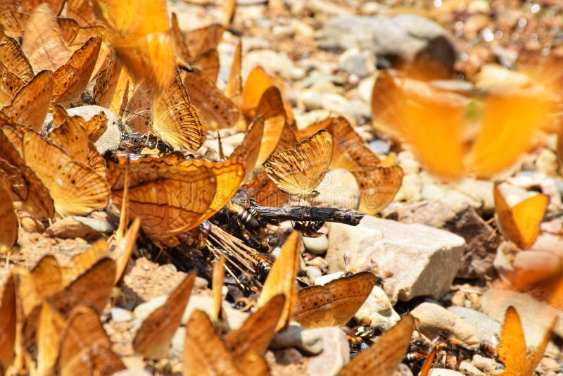 Soft Focus To Spotted Rustic the Common Leopard Stock Image - Image of ...