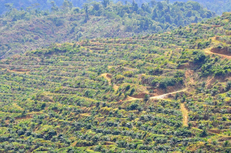 Soft Focus of View from Far Replanting Oil Palm Tree at the Hill Stock ...