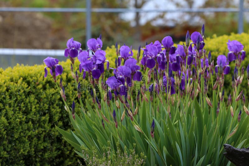 Soft Focus of Violet Iris Flowers Blooming at a Garden Stock Photo ...