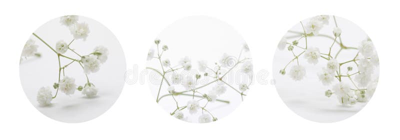 Soft Focus White Flower on Blur Beige Background. Three Circle Frame ...