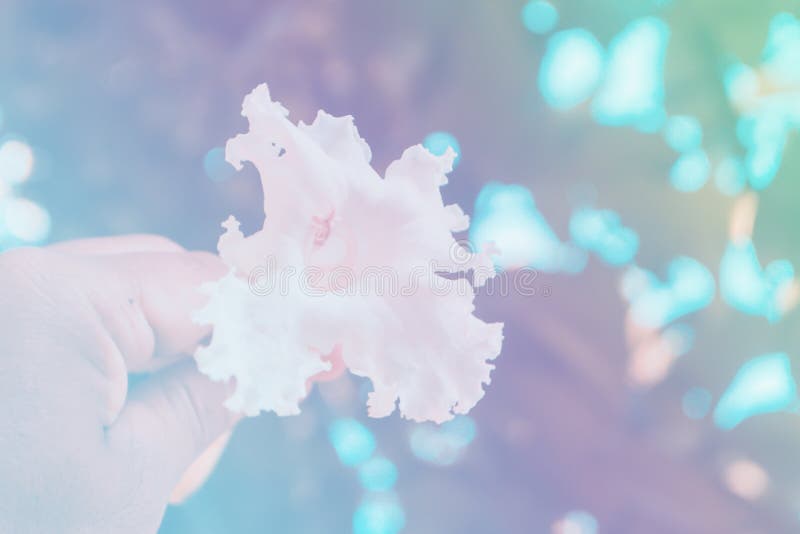 Soft Focus White Flower Pastel Filter Effect Stock Image - Image of ...