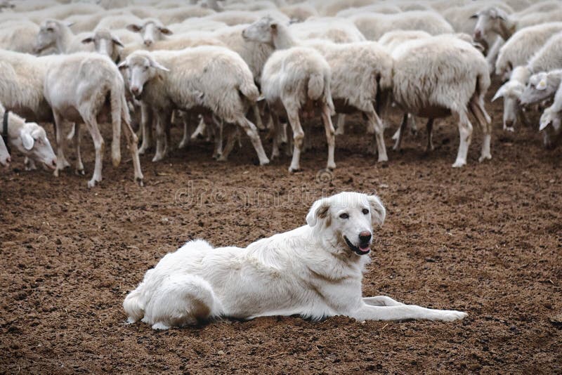 Soft Focus of a White Herding Dog Lying beside a Flock of Sheep Stock ...